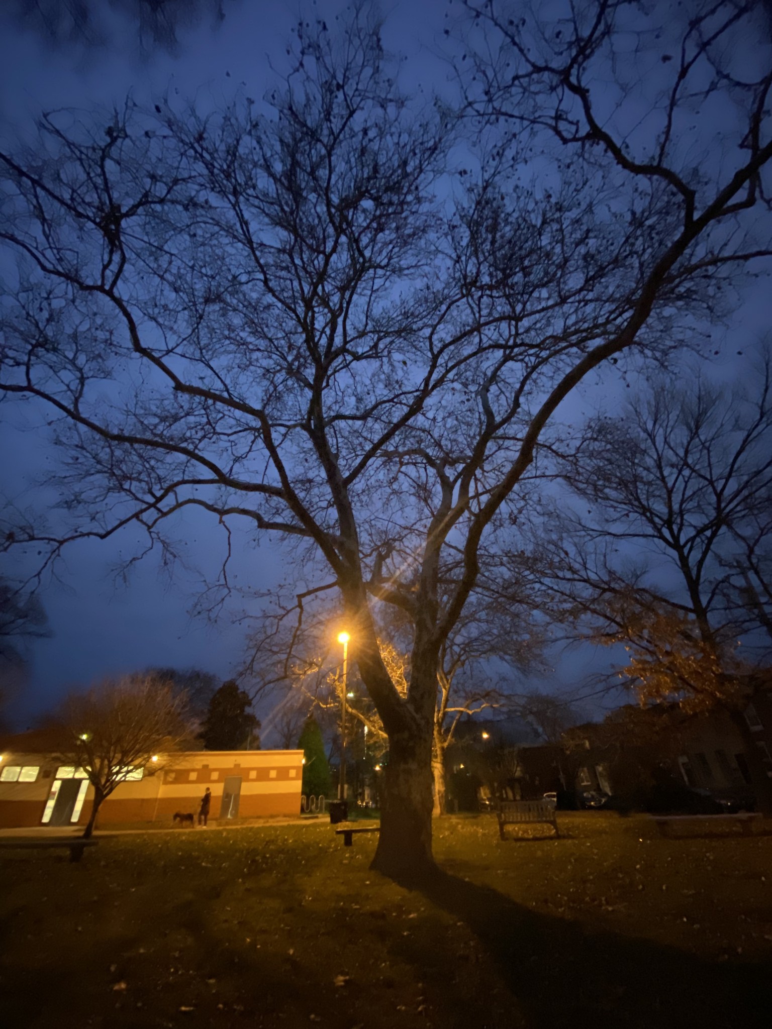 How to Get a Free Tree in Philly and the Surrounding Suburbs – Philly ...